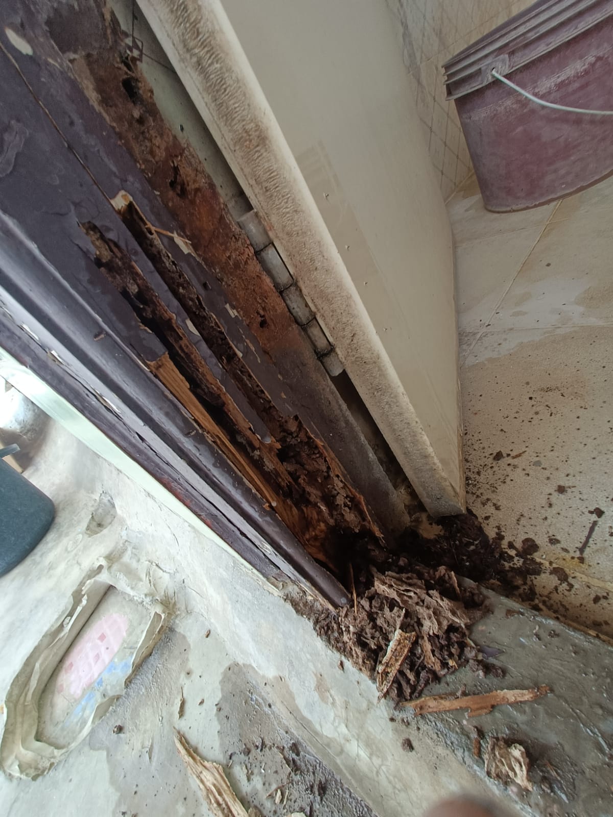 Termite Control – Xpert Pest Control Squad