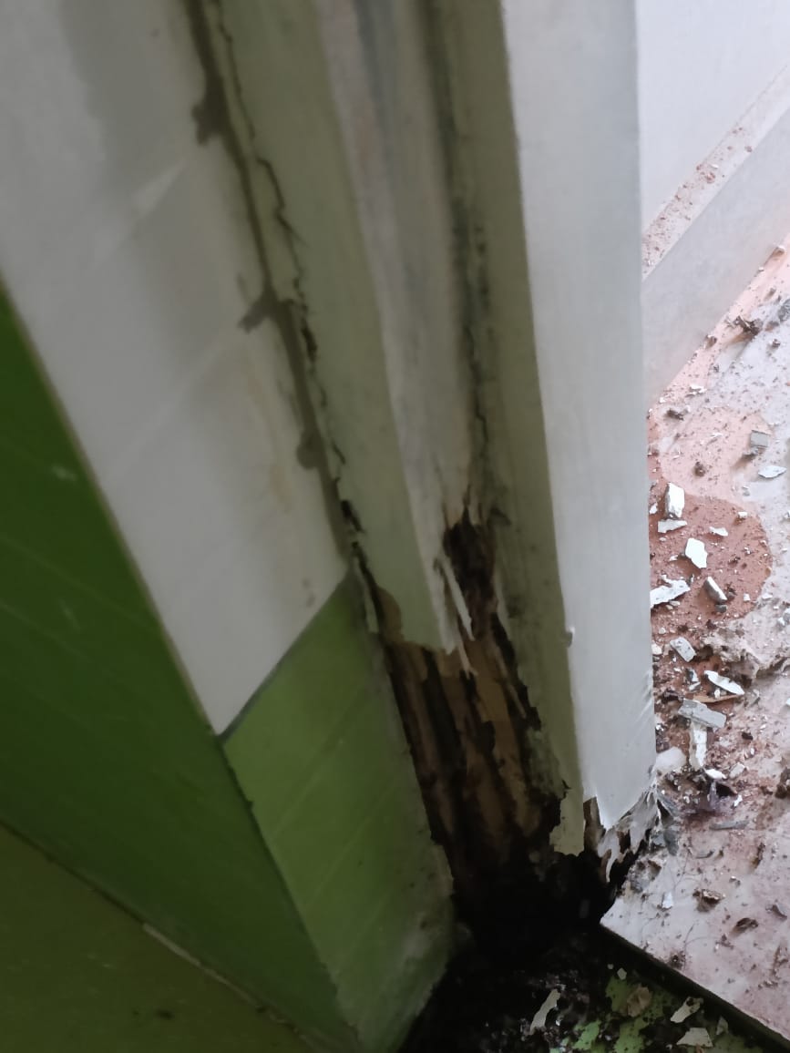 Termite Control – Xpert Pest Control Squad