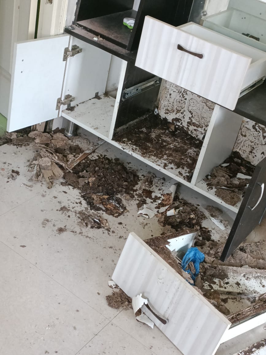 Termite Control – Xpert Pest Control Squad